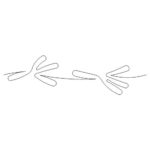 Chicken Tracks - Anne Bright Designs